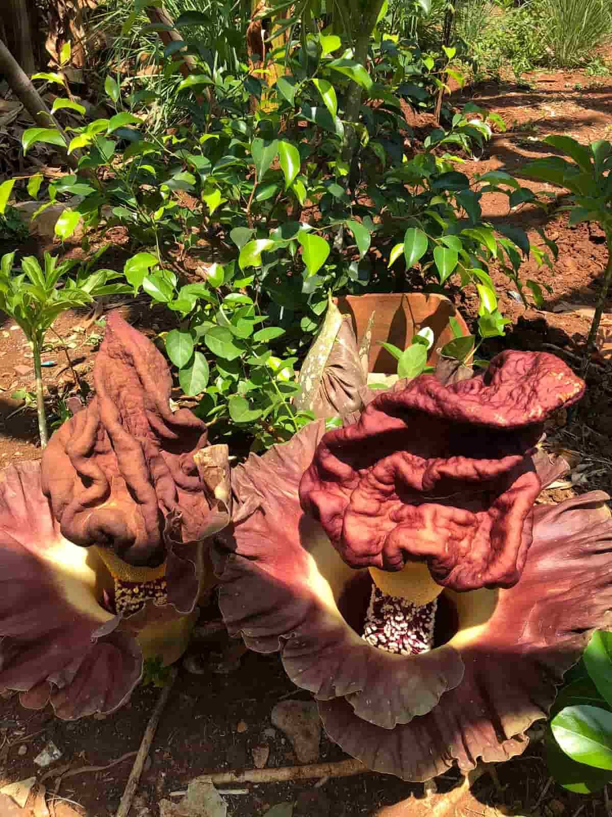 Heboh! 4 Bunga Rafflesia Arnoldi Tumbuh di Tapos, Seperti Ini ...